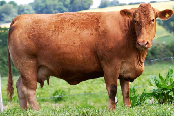 Largest Cows: వామ్మో.. ఇవి ఆవులా ఏనుగులా ? ఒక్కొక్కటి ఇలా ఉన్నాయేంటి రా ...