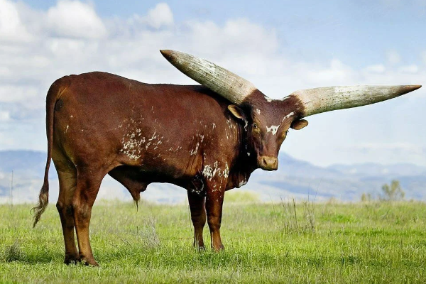 Ватусси (Watusi) порода крс
